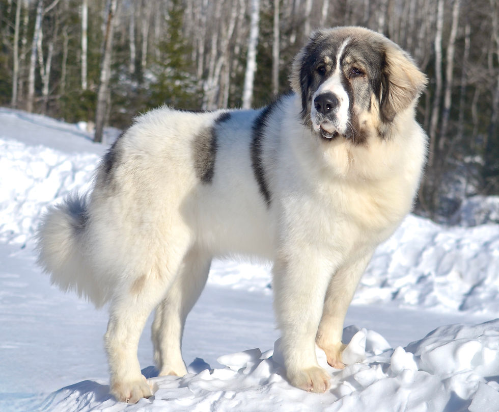 Pyrenean Mastiffs of the Northwoods