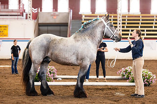 blue draft horse