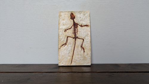 Homeosaurus Skeleton Replica | NP Collectables