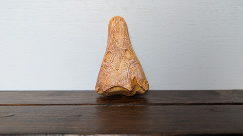 Thoosuchus Skull Replica | NP Collectables