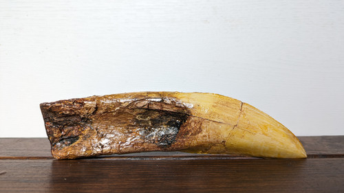 Giganotosaurus Large Tooth With Root Replica | NP Collectables
