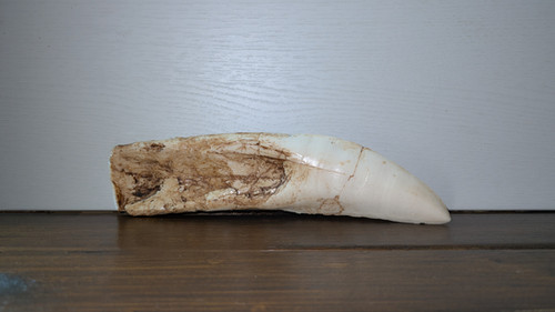 Giganotosaurus Large Tooth With Root Replica | NP Collectables