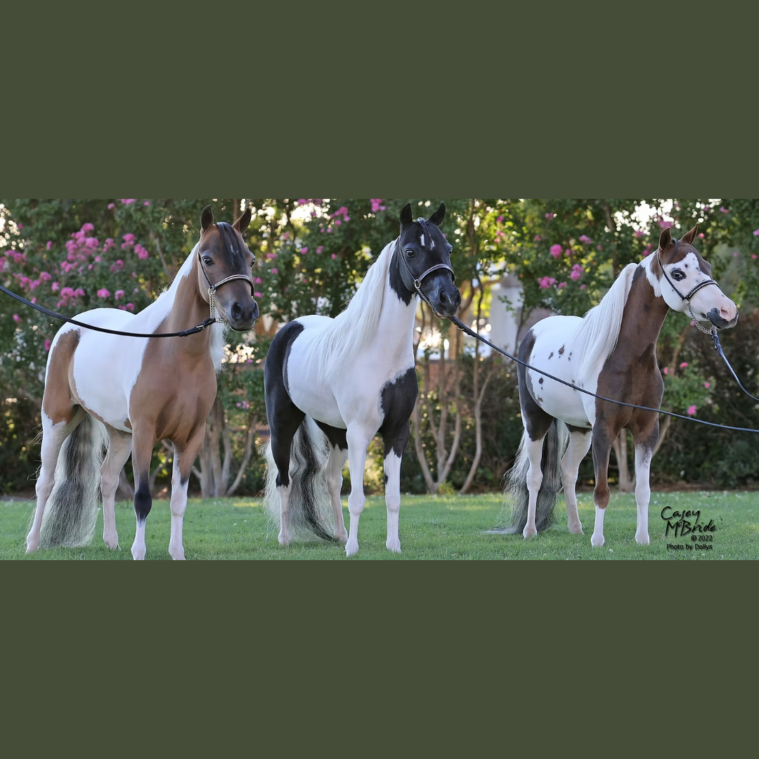 Miniature Horses and Shetland Ponies