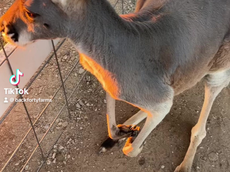 Unveiling Our Kangaroo's Hidden Identity!