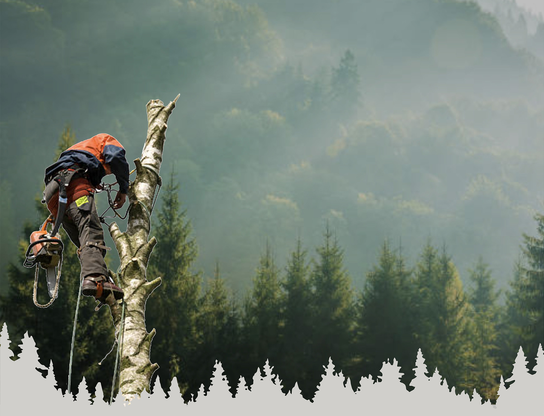 Tree Amigos NY | Long Island Tree Care