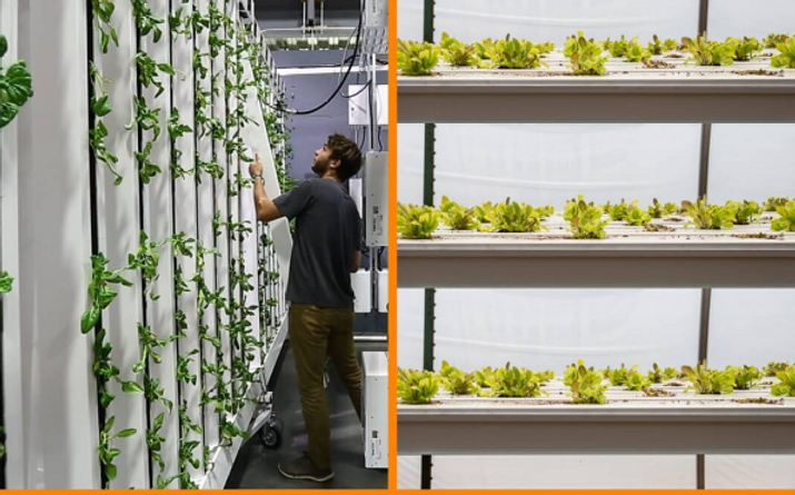 Benefits of the Vertical Growing System