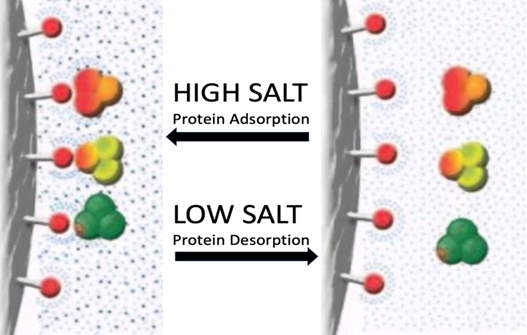 A Brief Primer on Hydrophobic Interaction Chromatography