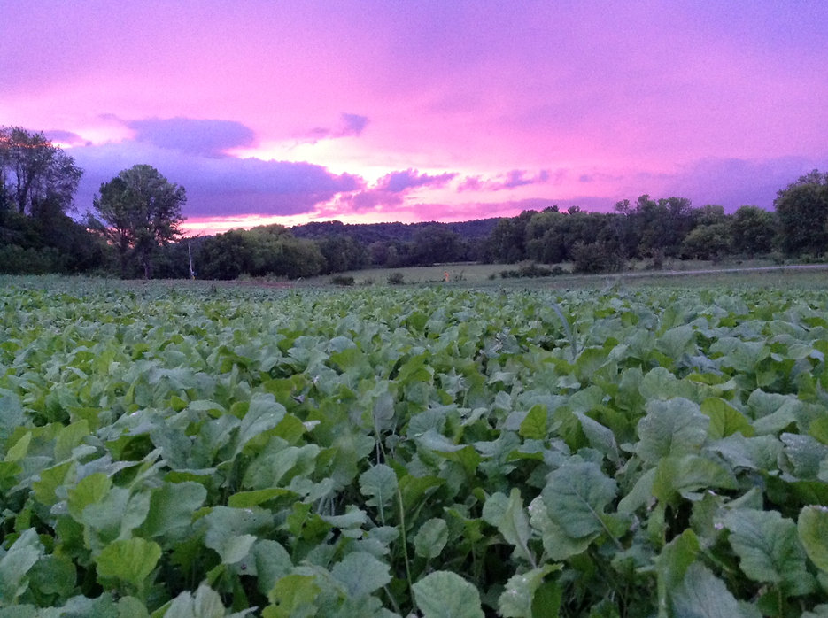 HOME | brattonfarms1