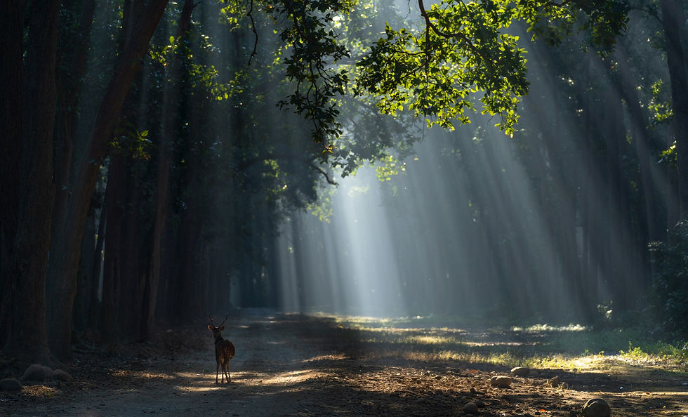 Jayanta Guha | Wildlife Photo Tour