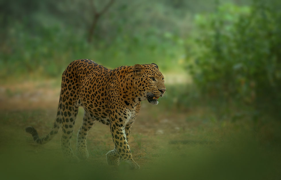 Wildlife Photography Tours Wildlife Photo Tours In India wildlife-photography-tours-wildlife-photo-tours-in-india