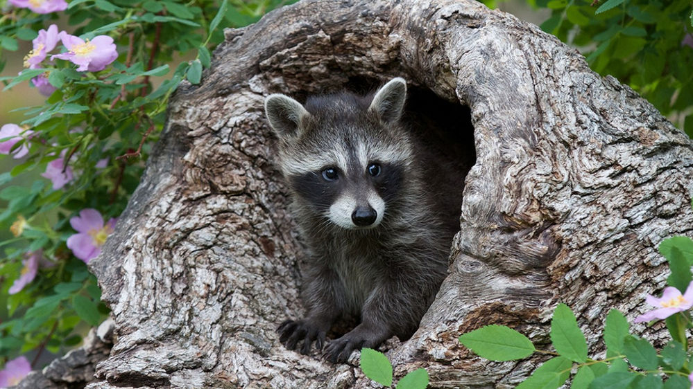 Raccoons in the Spring