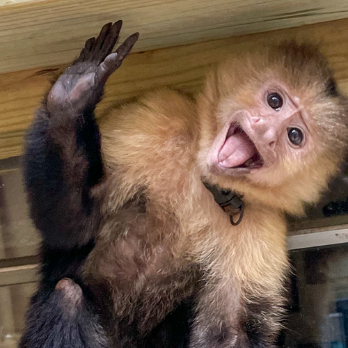 Rosie the Monkey | C.A.R.E. Foundation