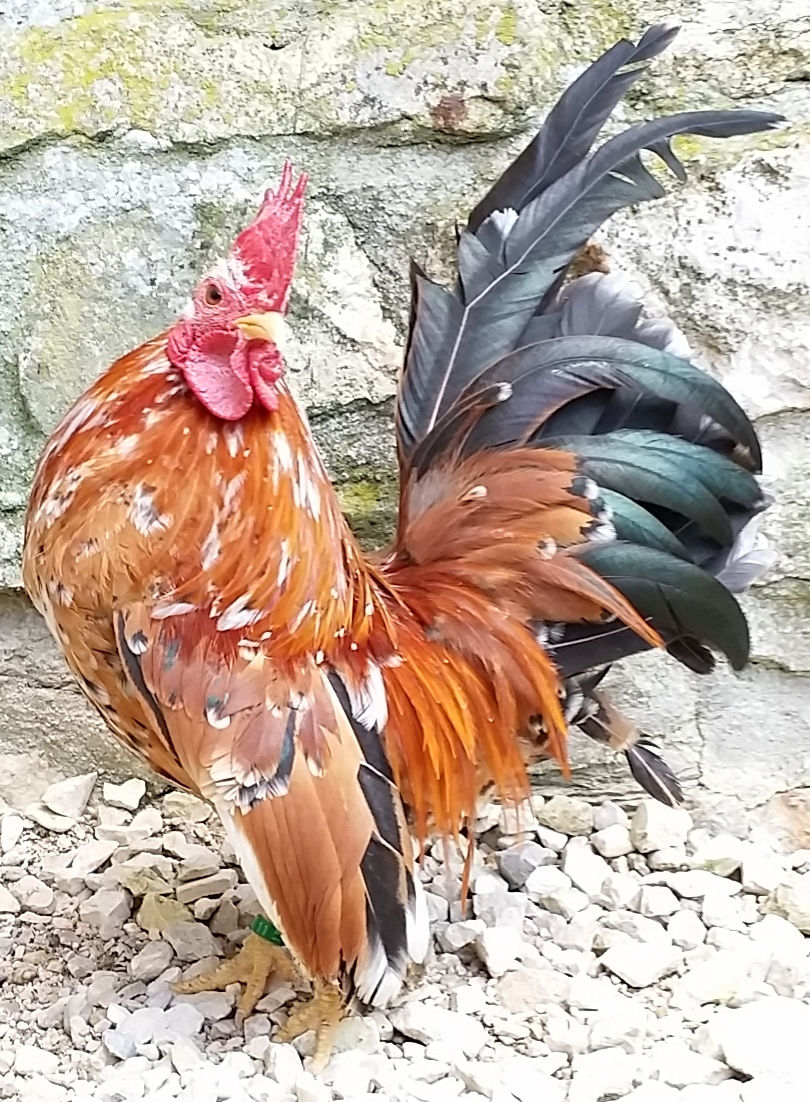 Poule naine serama malaise