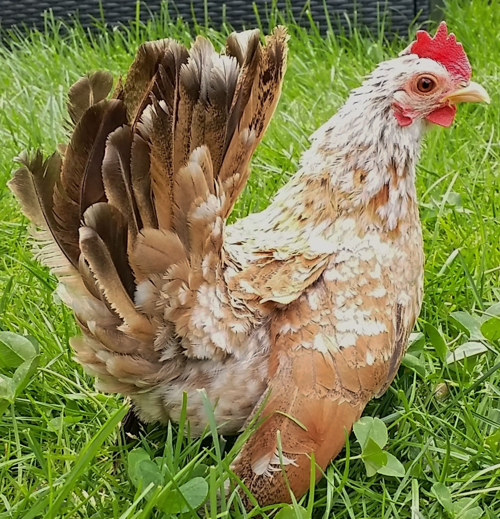 Poule naine serama malaise