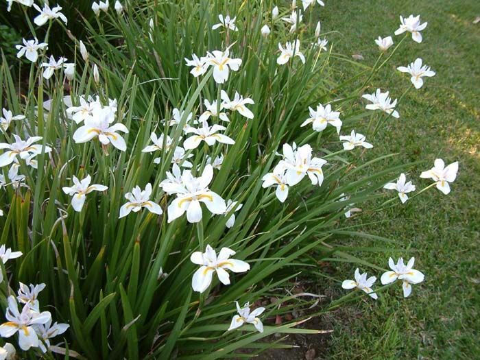 Featured Plant - Fortnight Lily