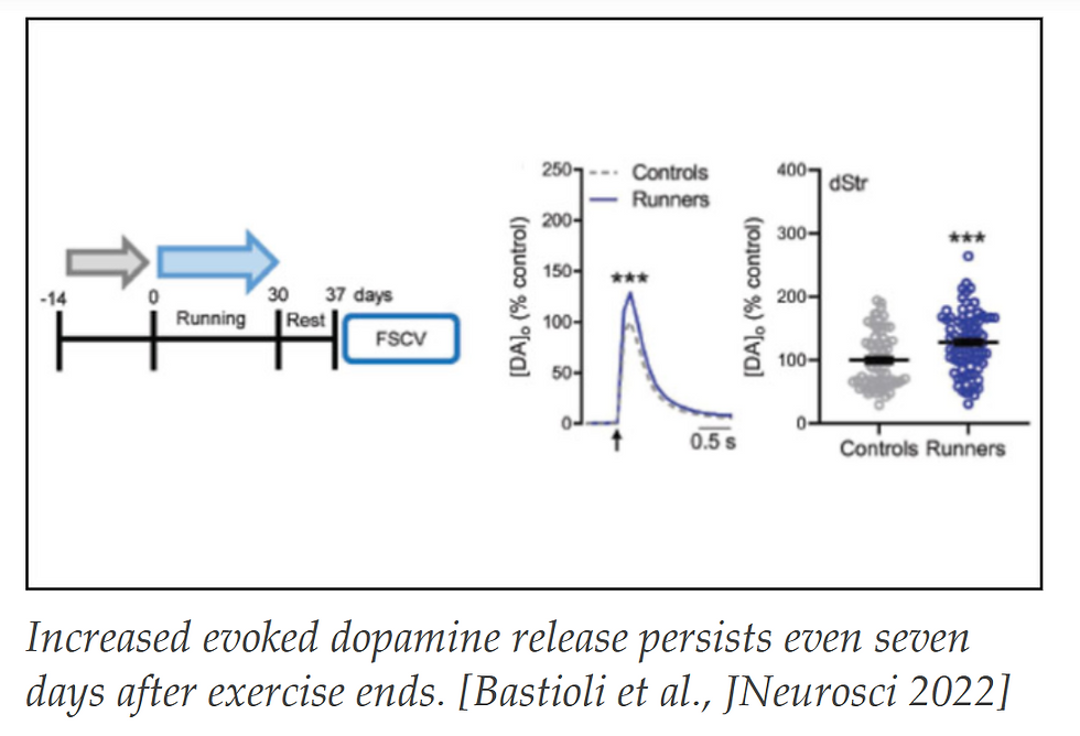 The Connection Between Dopamine and Exercise: How Working Out Boosts ...