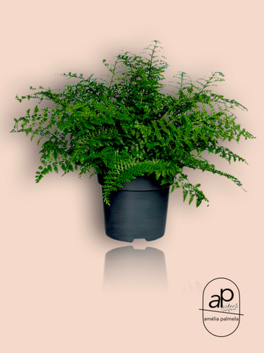 Asplenium Parvati | ameliapalmela