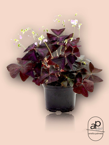 Ikigai Oxalis Triangularis | ameliapalmela
