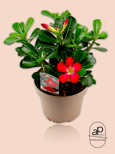 Adenium obesum 'Anouk' | ameliapalmela