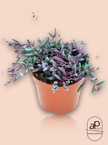 Senecio herreianus 'Purple Flush' | ameliapalmela