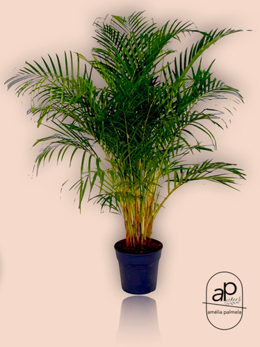 Areca lutescens | ameliapalmela