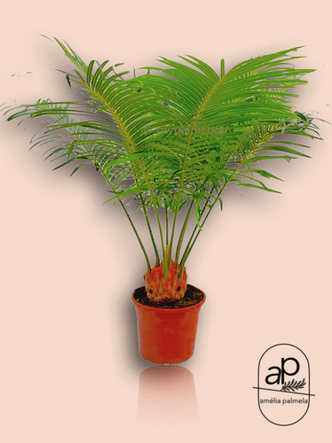 Cycas Rumphii | ameliapalmela