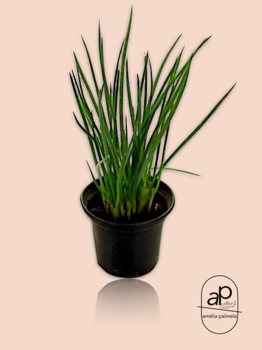 Cebolinho (Allium schoenoprasum) | ameliapalmela