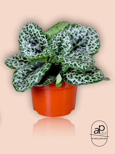 Streptocarpus ‘Pretty Turtle’ | ameliapalmela