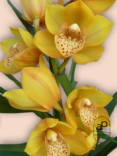 Cymbidium Lovely Sue | ameliapalmela