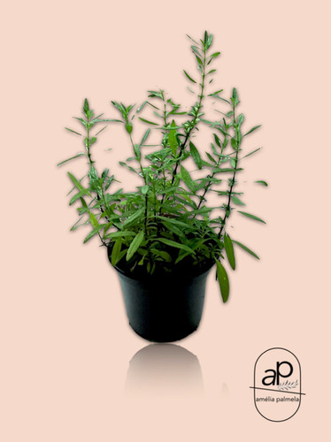 Hissopo (Hyssopus officinalis) | ameliapalmela