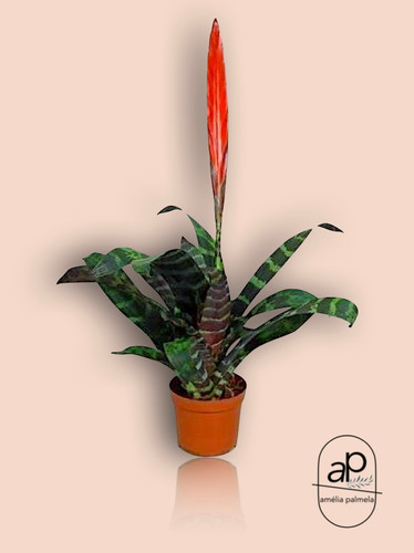 Vriesea 'Splenriet' | ameliapalmela