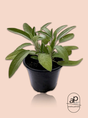 Salva (Salvia officinalis) | ameliapalmela