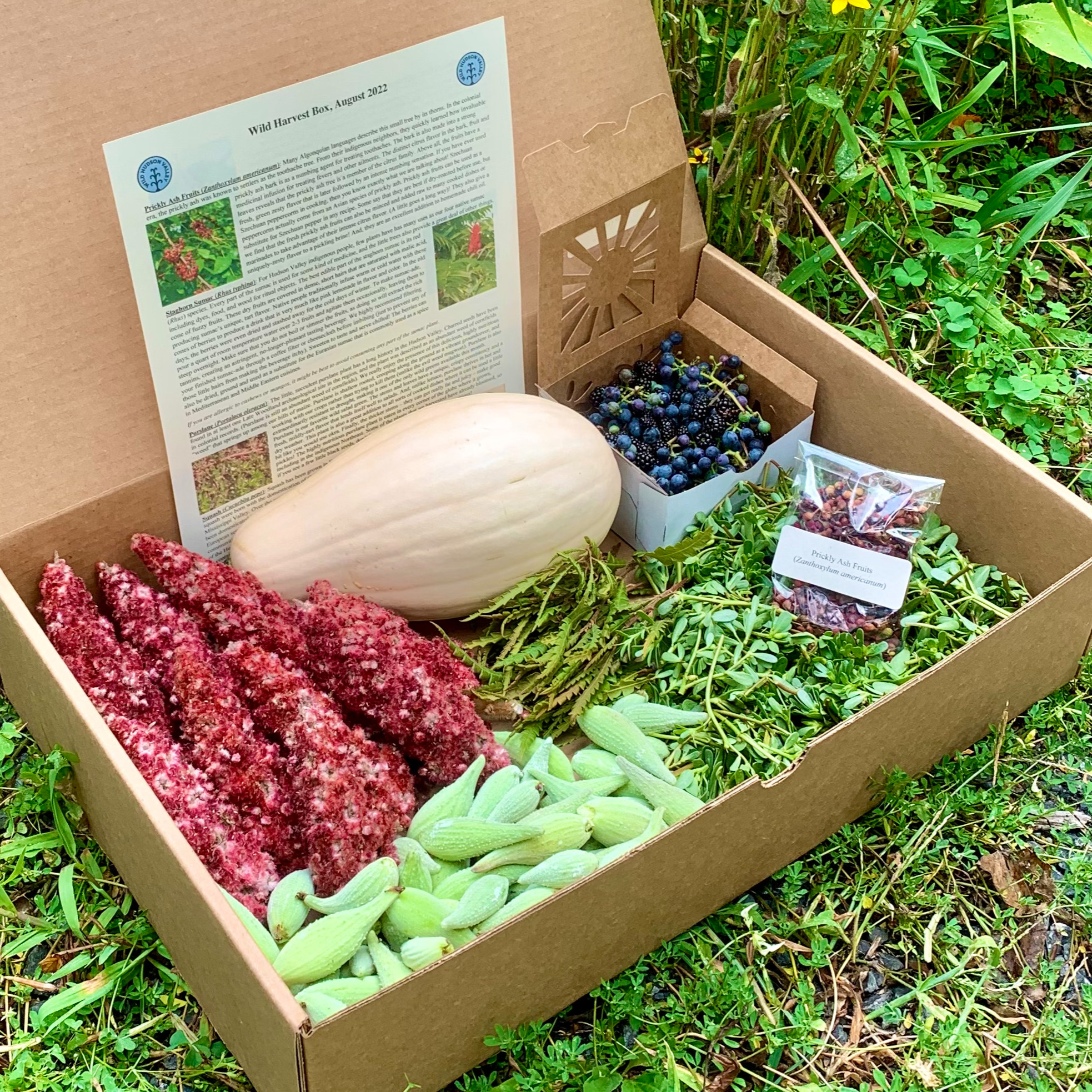 August Foraging Workshop | wildhudsonvalley