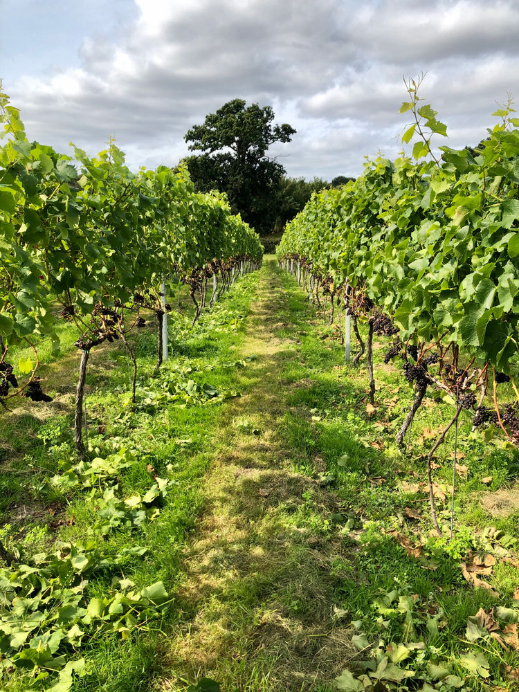 A New Forest Wine Partner