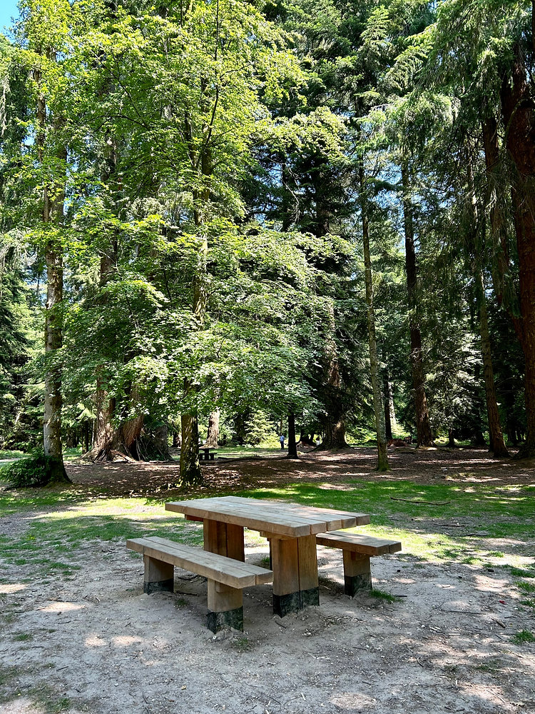 Our Top 5 Picnic Spots in The New Forest - for 2023