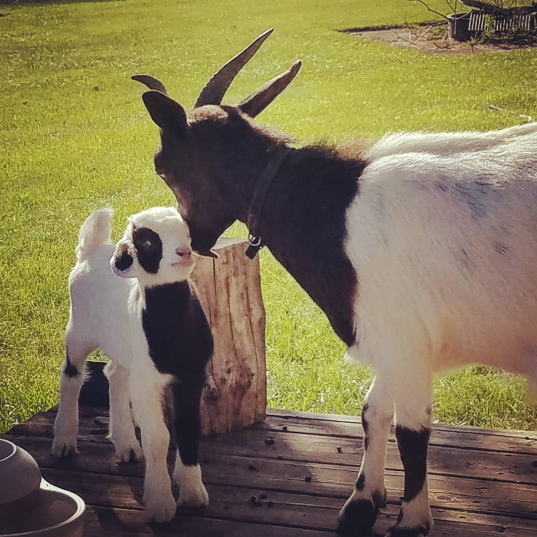 Myatonic Goats | WillowBerry