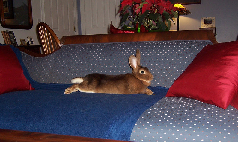 Are You Rabbit Ready? | adopt-a-rabbit