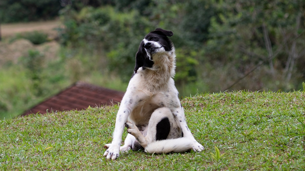 Understanding the Difference Between Allergy and Intolerance in Dogs