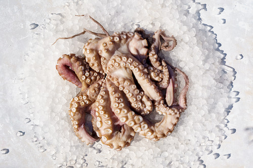 Western Australian Octopus | SEA Kings