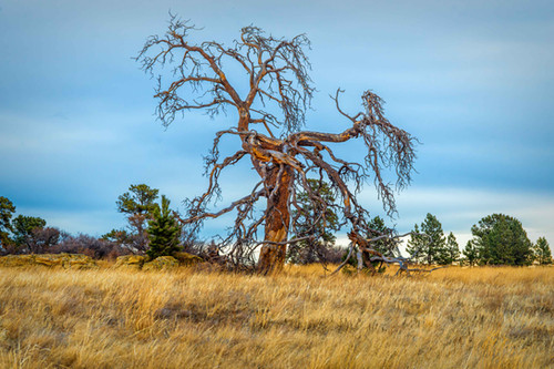 Dead Tree | Peter-Herzog