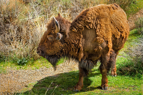 Buffalo in Yellowstone | Peter-Herzog
