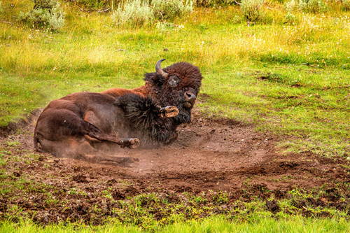 Buffalo Wallow-Yellowstone National Park | Peter-Herzog