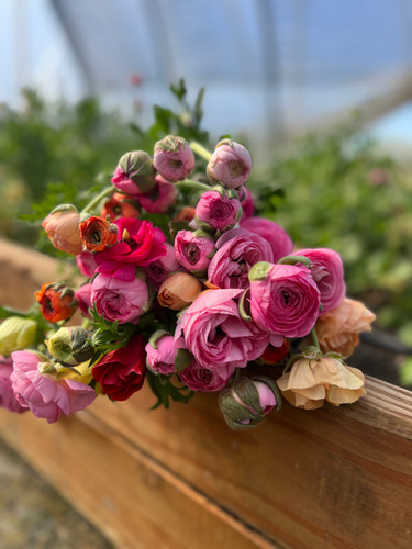 Growing Ranunculus Zoom Recording | Vail Family Farm
