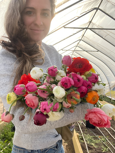 Ranunculus Amandine Bold Mix | Vail Family Farm