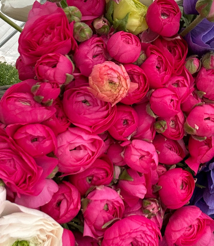 Ranunculus Bon Bon - 20 pack | Vail Family Farm