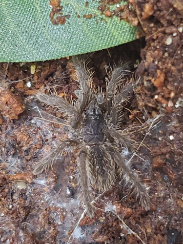 Cyriopagopus minax - Thailand Black - .75" | Pacific Northwest Arachnids