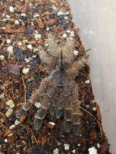 Aspinochilus rufus - Peach Earth Tiger - 3"-4" | Pacific Northwest ...