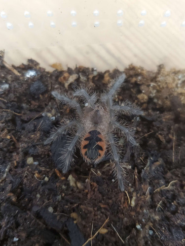 Pamphobeteus platyomma - Brazilian Pink Burst - 1" | Pacific Northwest ...