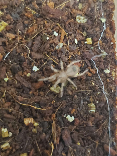 Brachypelma klaasi - Mexican Pink - .5" | Pacific Northwest Arachnids