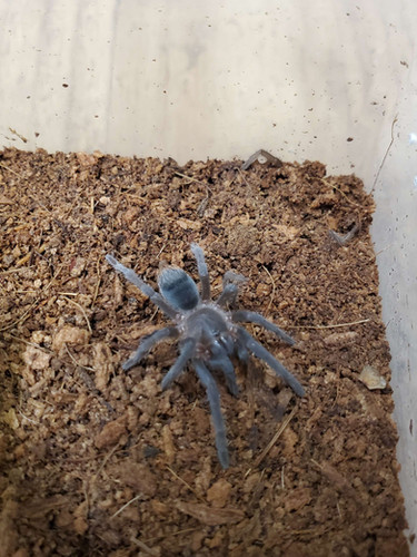 Aphonopelma seemani - Costa Rican Stripe Knee - .5"-.75" | Pacific ...